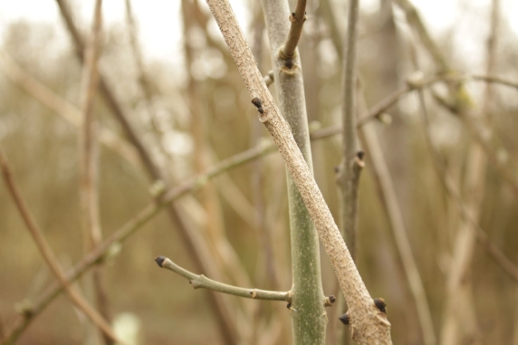 Tree and traditions: Ash, St Valentines oak and catkins - Friends of ...